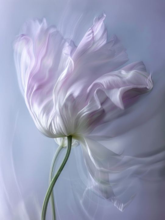Flower Still Life Close Up