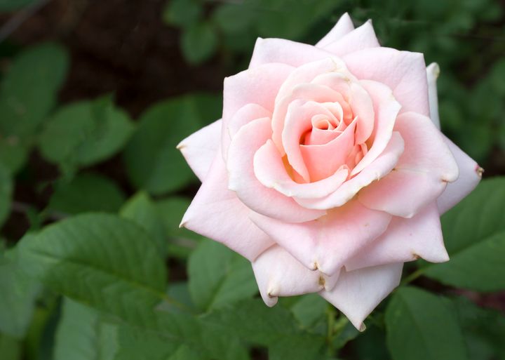 Pink Rose - Southern Grace Photography - Photography, Flowers, Plants ...