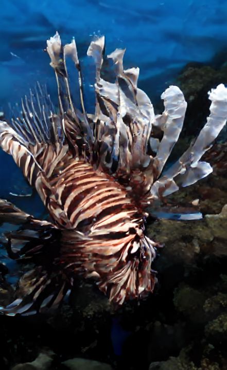 Lion Fish - Dragon Art - Digital Art & AI, Animals, Birds, & Fish ...