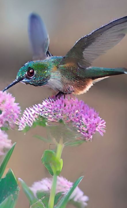 Hummingbird - Dragon Art - Digital Art, Animals, Birds, & Fish, Birds ...