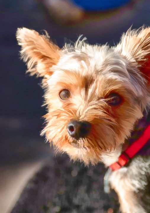 Yorkie Portrait Day - Foto By Rudy - Digital Art & AI, Animals, Birds ...