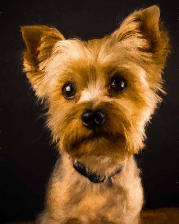 Classic Yorkie Pose - Foto By Rudy - Digital Art & AI, Animals, Birds ...
