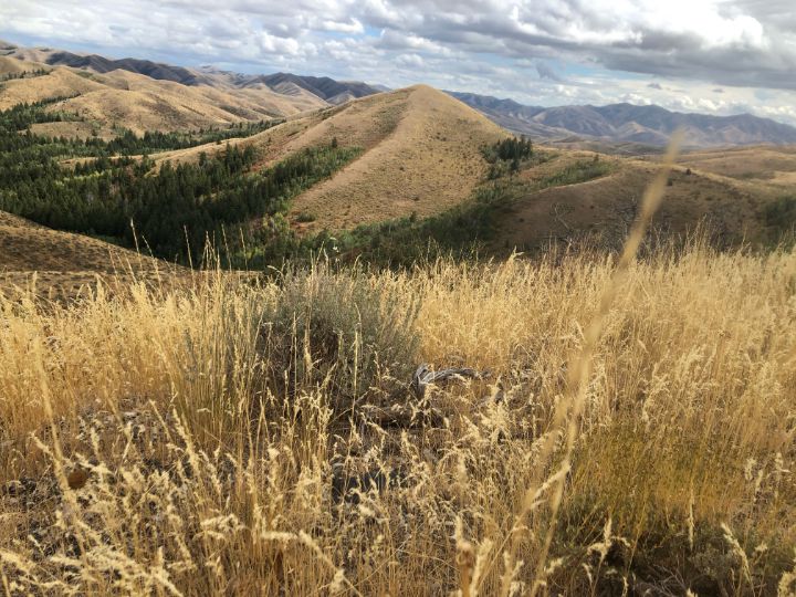 Grassy view - Art by Connie - Photography, Landscapes & Nature ...