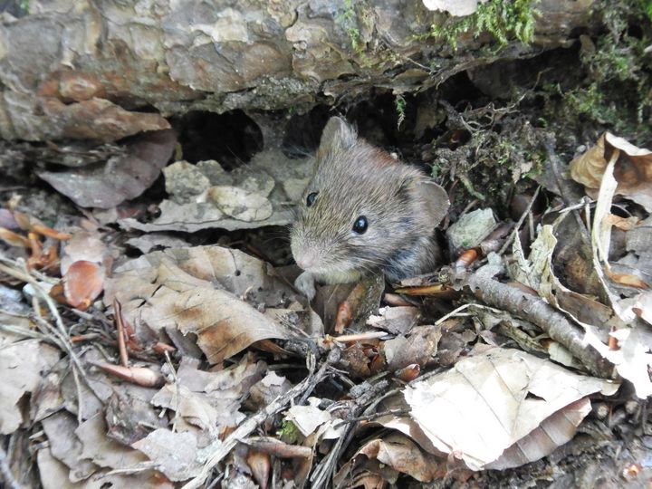 Forest Mouse - Midgard Photography & Art - Photography, Animals, Birds ...