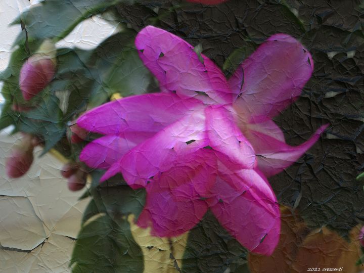 22 041600 - crescenti art - Photography, Flowers, Plants, & Trees ...