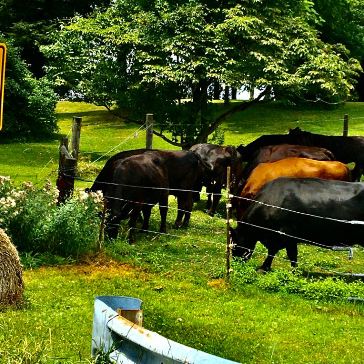 Mercer Farm - FatTabbyFarm - Photography, Animals, Birds, & Fish, Farm ...