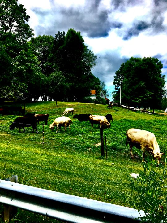 Mercer Farm - FatTabbyFarm - Photography, Animals, Birds, & Fish, Farm ...