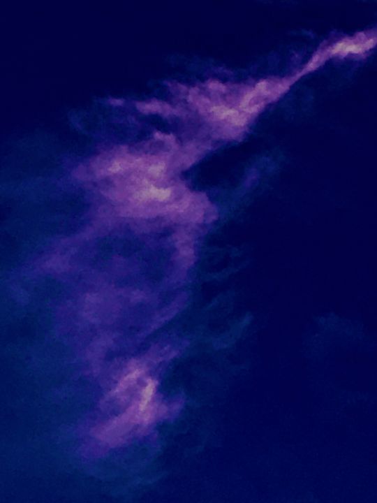 Purple Seagull - FatTabbyFarm - Photography, Landscapes & Nature ...