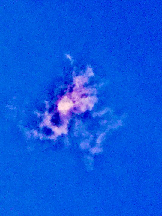 Rabbit Warrior with Shield - FatTabbyFarm - Photography, Landscapes ...