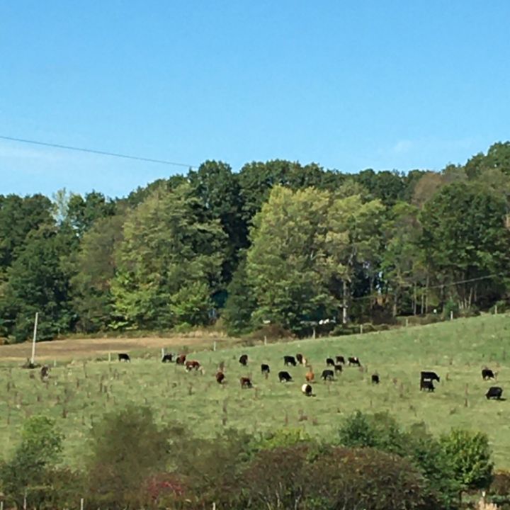Open Grazing - FatTabbyFarm - Photography, Animals, Birds, & Fish, Farm ...