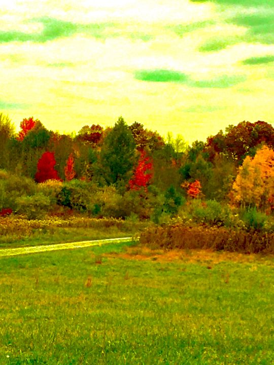 Multi Colored Trees - FatTabbyFarm - Photography, Landscapes & Nature ...
