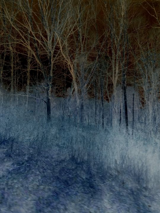 Frosted Forest - FatTabbyFarm - Photography, Flowers, Plants, & Trees ...