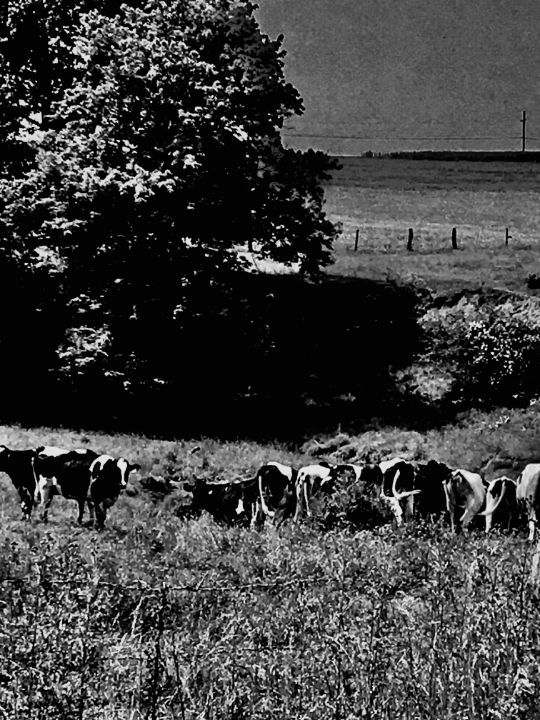 Holstein Grazing - FatTabbyFarm - Photography, Animals, Birds, & Fish ...