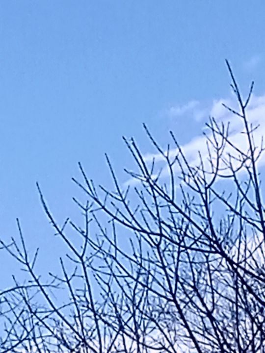 Happy Trees - FatTabbyFarm - Photography, Landscapes & Nature, Forests ...