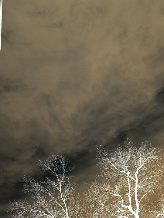 Reverse image trees and sky - FatTabbyFarm - Photography, Landscapes ...