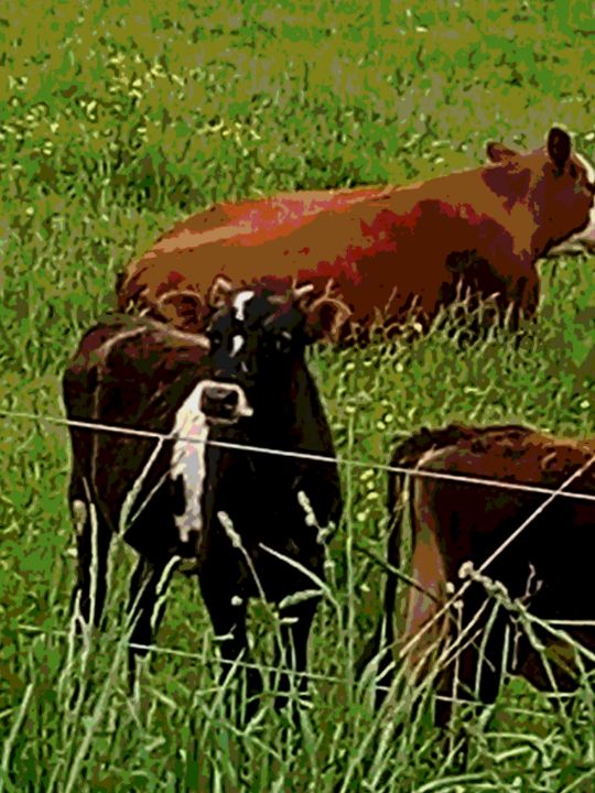 Mixed Cattle - FatTabbyFarm - Photography, Animals, Birds, & Fish, Farm ...