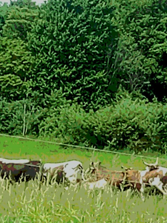 Moving cattle - FatTabbyFarm - Photography, Animals, Birds, & Fish ...