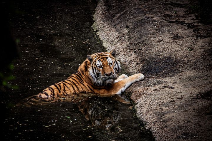 Splish Splash II - Steven G. Ryan - Photography, Animals, Birds, & Fish ...
