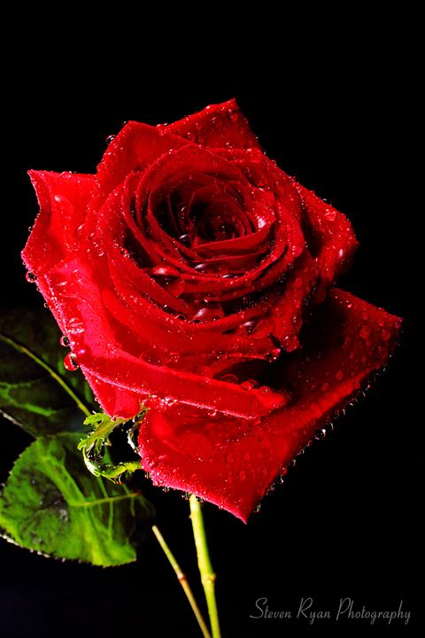 Red Rose - Steven G. Ryan - Photography, Still Life, Floral - ArtPal