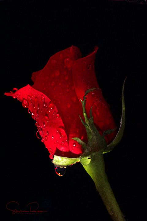 Crying Red - Steven G. Ryan - Photography, Flowers, Plants, & Trees ...