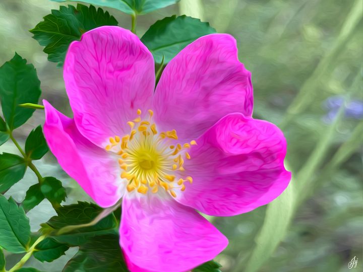 Fuchsia Summer Bloom - JSJ Designs Studio - Paintings & Prints ...