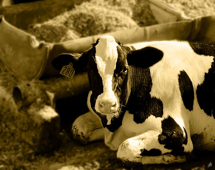 Annoyed Cow - JSJ Designs Studio - Photography, Animals, Birds, & Fish ...