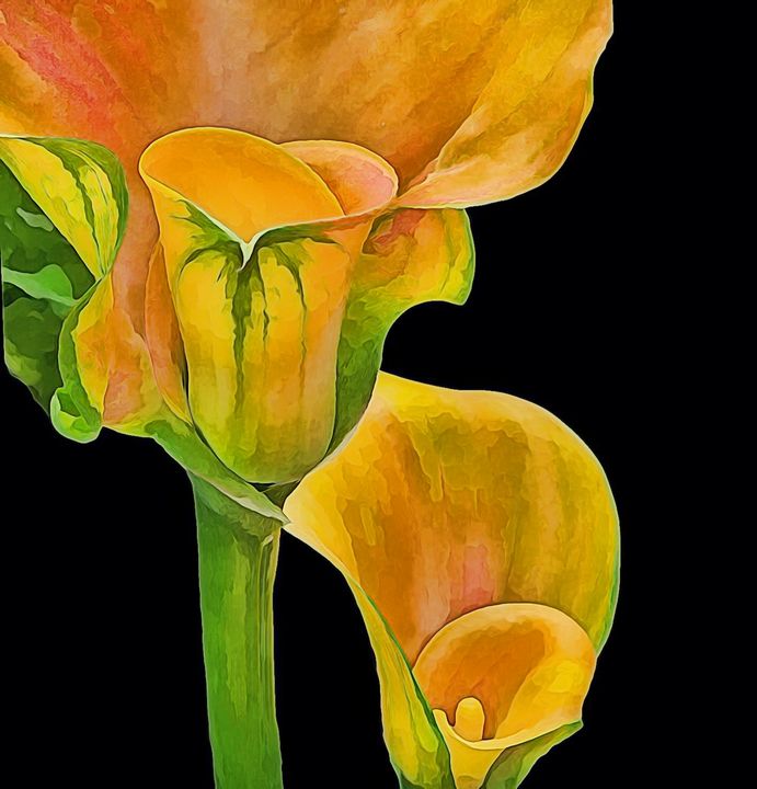 Calla Lily Flower Painting
