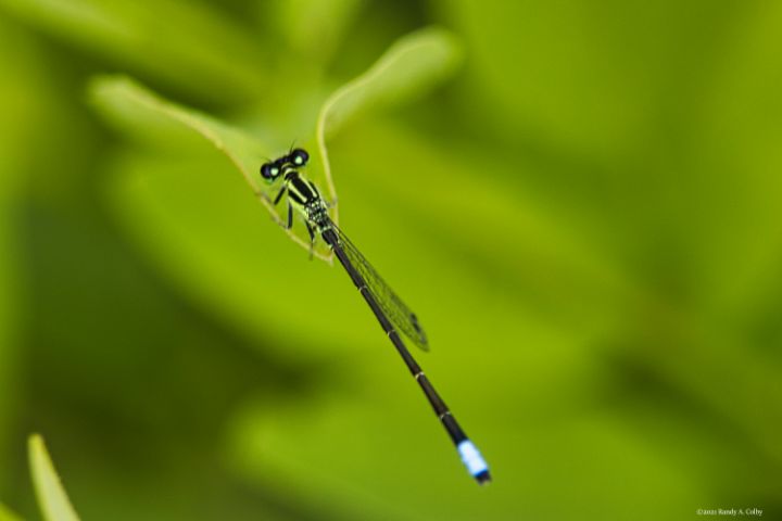 Dragonfly 02 - Randy Colby - Photography, Animals, Birds, & Fish, Bugs ...