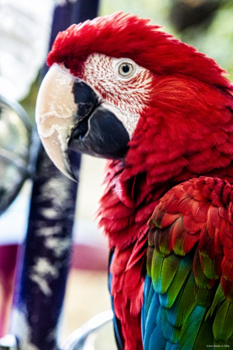 PF Parrot 03 - Randy Colby - Photography, Animals, Birds, & Fish, Birds ...