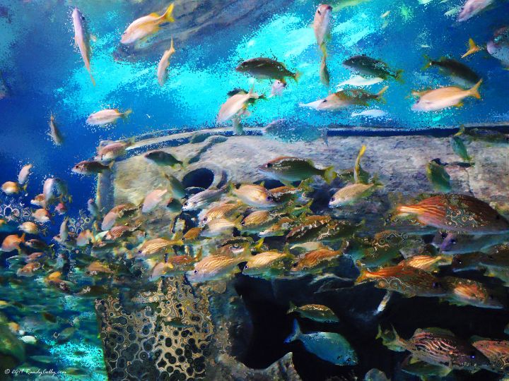 Fish 002 - Randy Colby - Photography, Animals, Birds, & Fish, Other ...