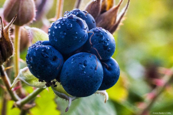 Dew Berries 02 - Randy Colby - Photography, Landscapes & Nature, Other ...