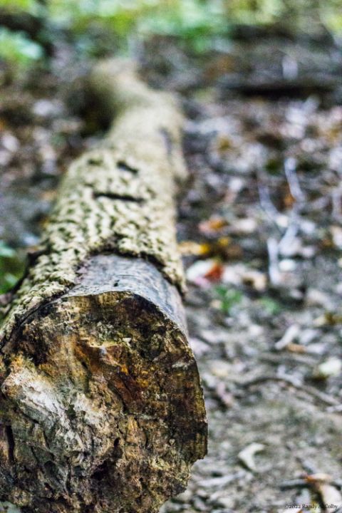 Abstract Log 02 - Randy Colby - Photography, Landscapes & Nature, Other ...