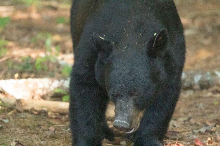 Momma bear looking for acorns - R@J Art photography - Photography ...