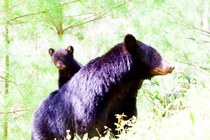 Momma bear and cub at Cades Cove GSM - R@J Art photography ...