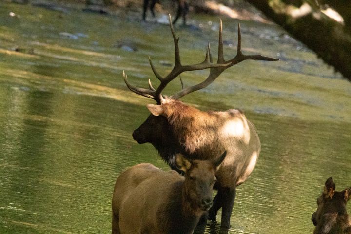a bull elk in rutt - R@J Art photography - Photography, Animals, Birds ...