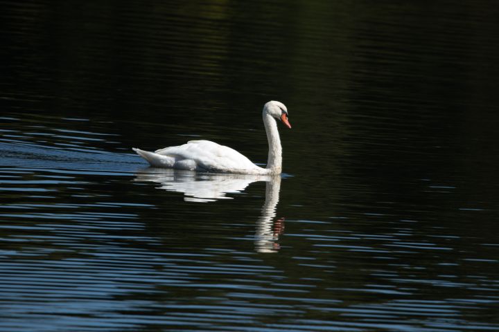 a swan swimming at Lake Junaluska - R@J Art photography - Photography ...