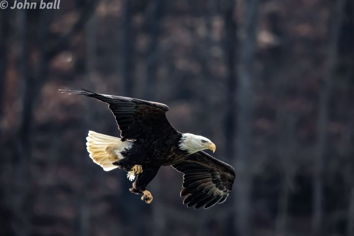 Eagle with catch - R@J Art photography - Photography, Animals, Birds ...