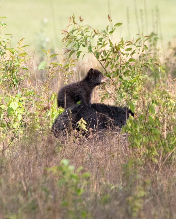 piggyback on mom - R@J Art photography - Photography, Animals, Birds ...