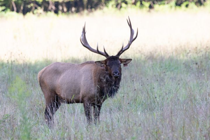 Bull elk in Cherokee North Carolina - R@J Art photography - Photography ...
