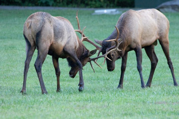 Two bull elks - R@J Art photography - Photography, Animals, Birds ...
