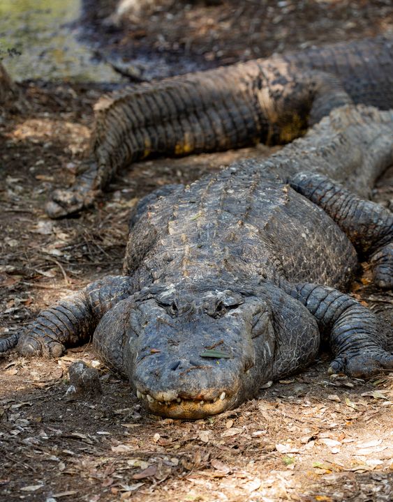 Gator laying out - Skill Capture Media - Photography, Animals, Birds ...