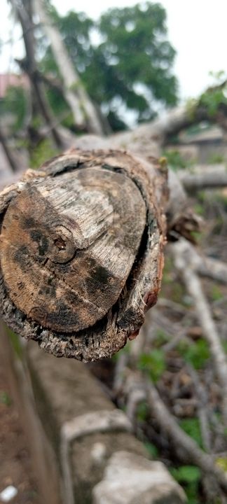 Tree - Repentance ect - Photography, Flowers, Plants, & Trees, Trees ...