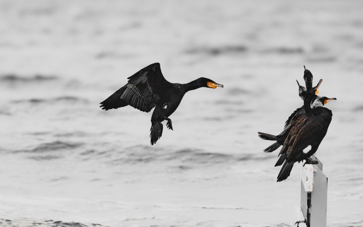 Cormorants at Rest - Henke Photo Art - Photography, Animals, Birds ...