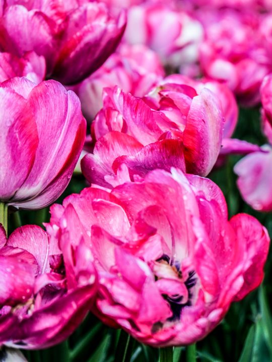 Beautiful Spring Tulips 19/23 - 360 Studios Fine Art - William Robert ...