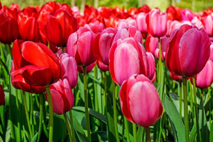 Beautiful Spring Tulips 23/23 - 360 Studios Fine Art - William Robert ...