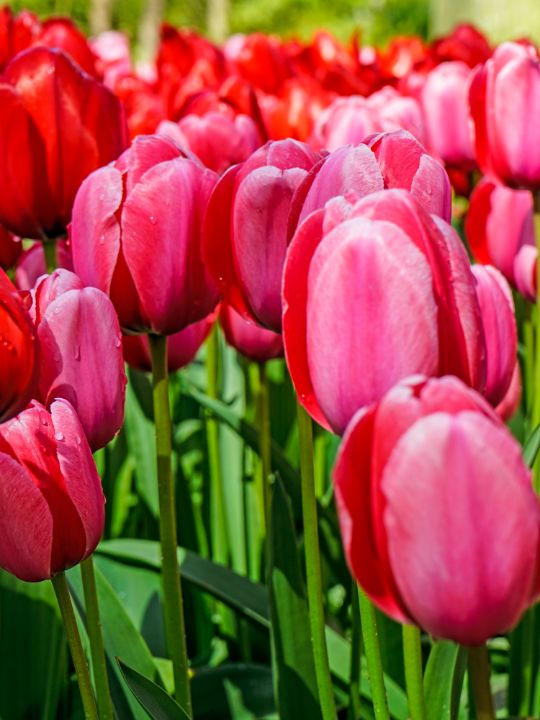 Beautiful Spring Tulips 23/23 - 360 Studios Fine Art - William Robert ...