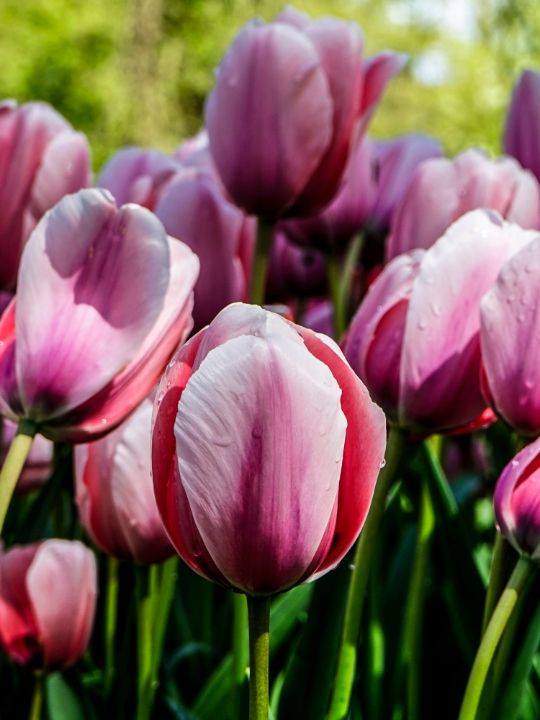 Super Closeup Spring Tulip 2/36 - 360 Studios Fine Art - William Robert ...