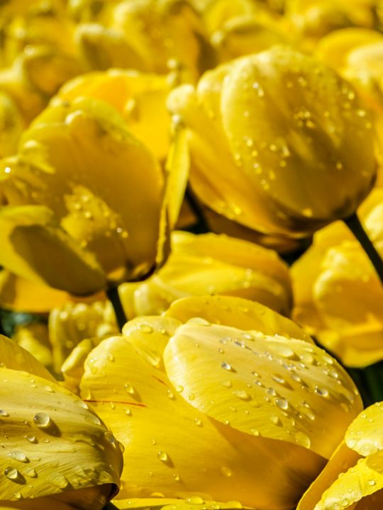 Super Closeup Spring Tulip 27/36 - 360 Studios Fine Art - William ...