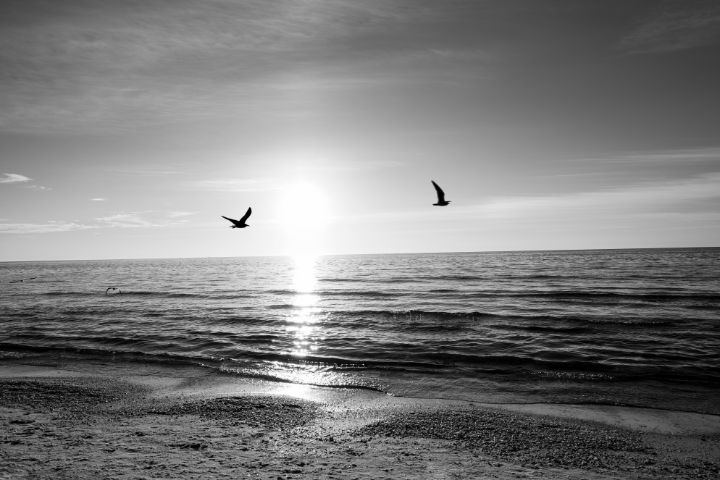 BW Birds at Sunset in Florida - 360 Studios Fine Art - William Robert ...