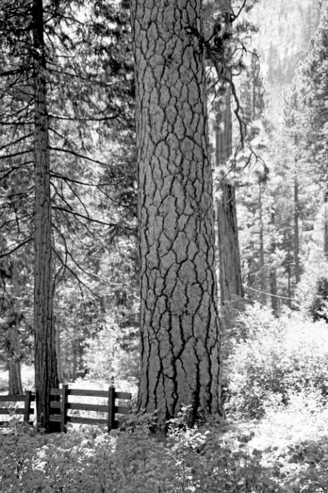BW Everlasting - Tree - 360 Studios Fine Art - William Robert Stanek ...